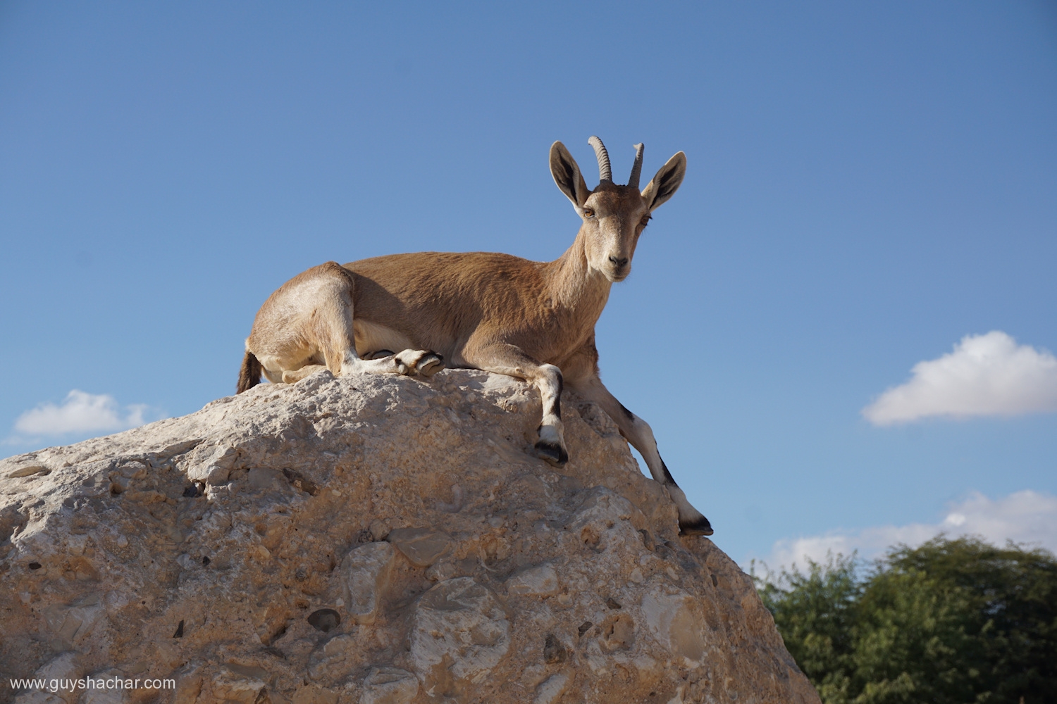 Baby Nubian Ibex